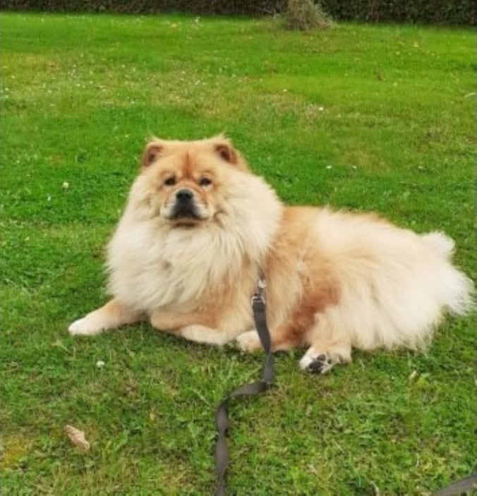 Heb jij Michou gezien? Dit huisdier wordt in Valkenburg aan de Geul ...