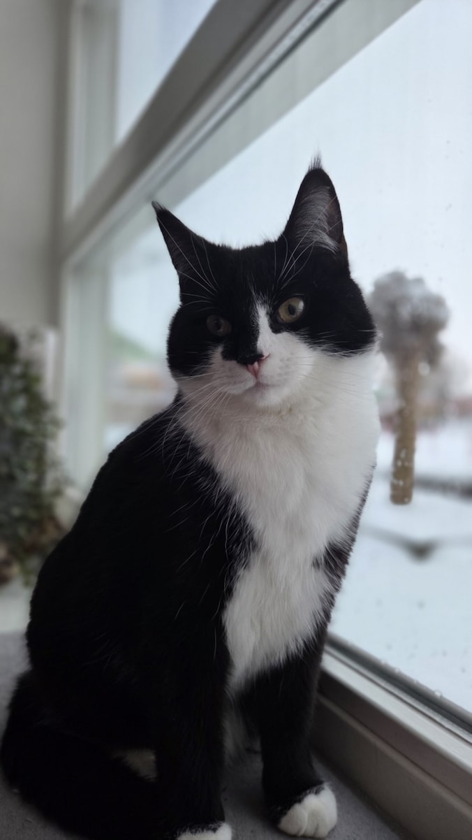 Heb jij Binky gezien? Dit huisdier wordt in Pekela vermist | Regio | AD.nl