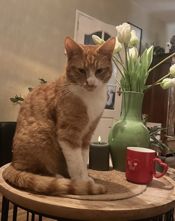 Heb jij Fredje Red gezien? Dit huisdier wordt in De Wolden vermist ...