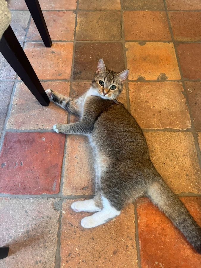 Heb jij Muis gezien? Dit huisdier wordt in Midden-Delfland vermist ...