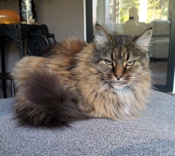 Heb jij Nova, Biggie of Garfield gezien? Deze zeven huisdieren worden ...