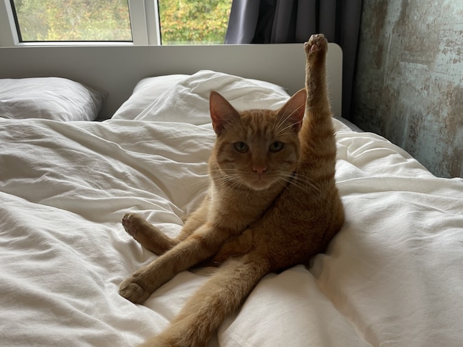 Heb jij Ollie gezien? Dit huisdier wordt in Ooststellingwerf vermist ...