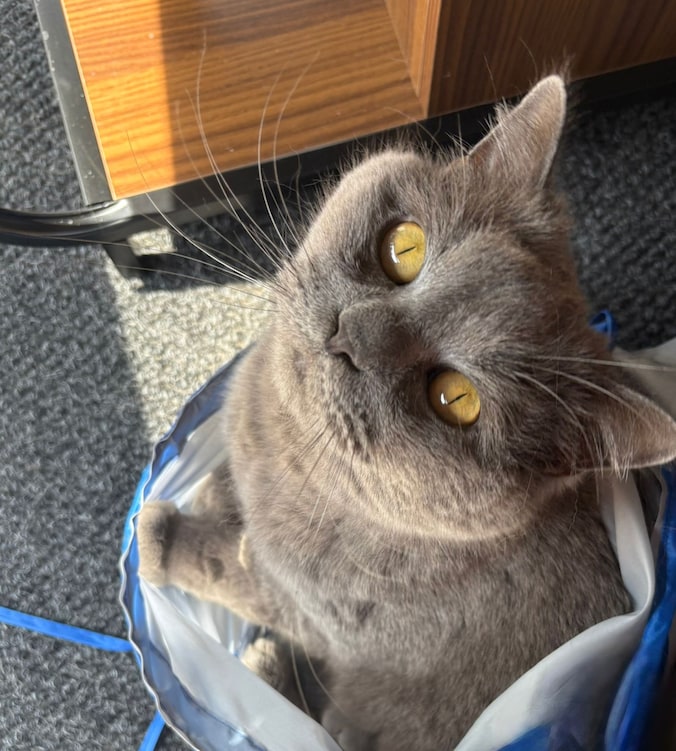 Heb jij Kittie, Bo of Pip gezien? Deze drie huisdieren worden in ...