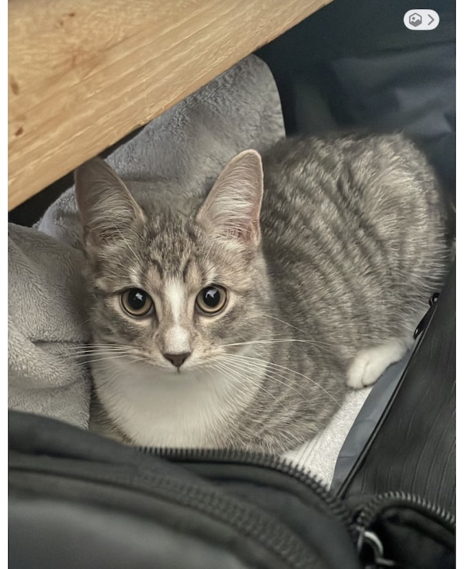 Heb jij Poppy-Lou gezien? Dit huisdier wordt in Edam-Volendam vermist ...