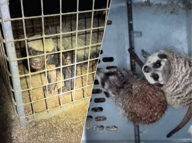 Otters, stokstaartjes en tientallen andere exotische dieren uit ...