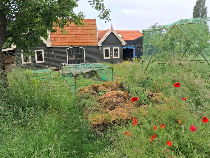 De tuin van Chris is paradijs voor insecten: ‘Brandnetels zijn ...
