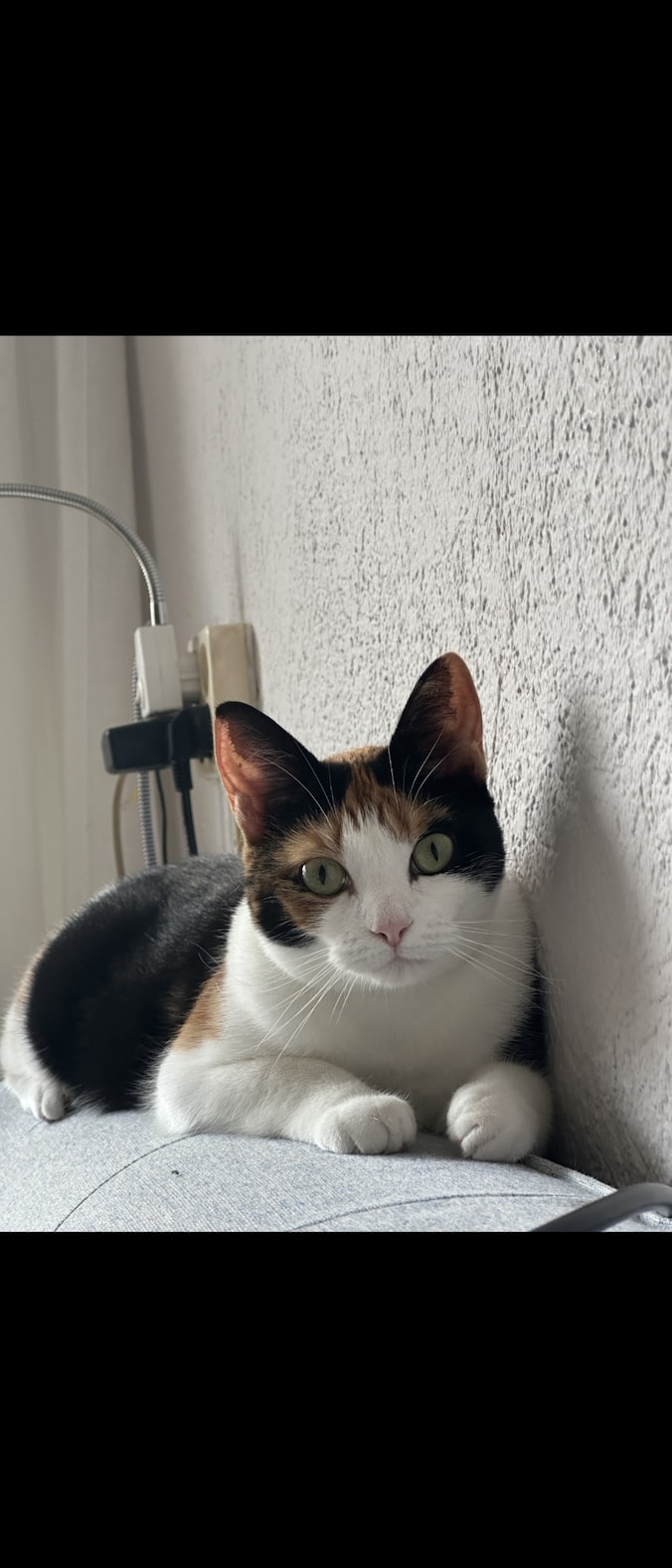 Heb jij Kaya, Ninja of Luna gezien? Deze drie huisdieren worden in ...