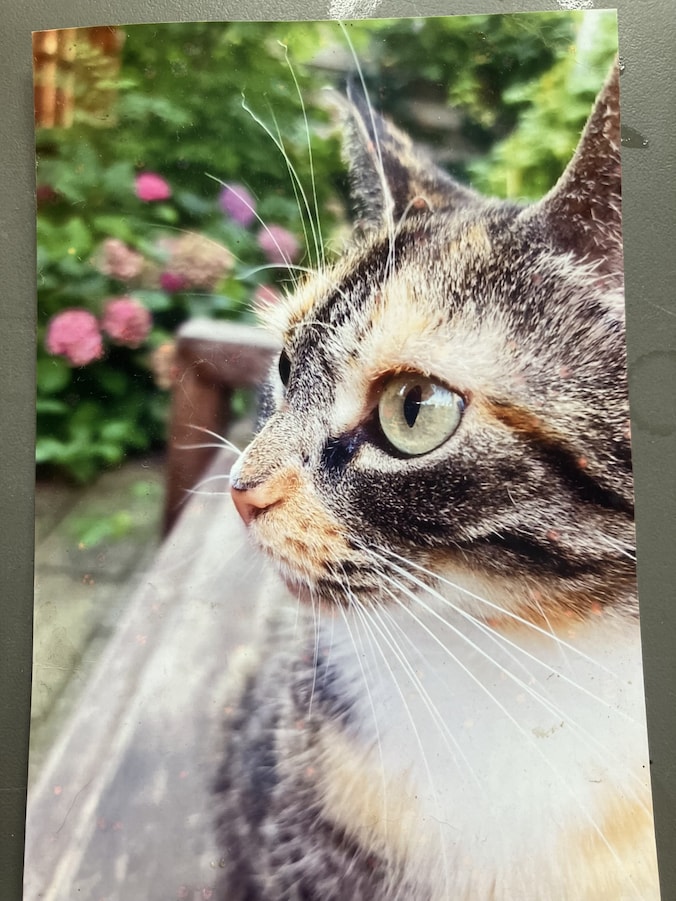 Heb jij Lola, Pipo of Tetje gezien? Deze vier huisdieren worden in Den ...