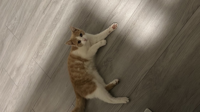 Heb jij Bella gezien? Dit huisdier wordt in Stede Broec vermist | Regio ...