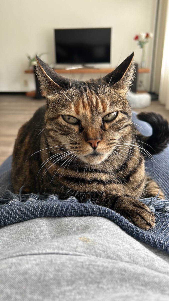 Heb jij Nya of Biscotti gezien? Deze twee huisdieren worden in Schiedam ...