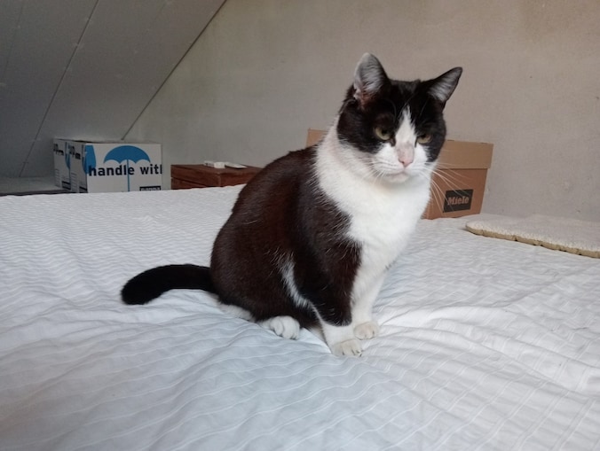 Heb jij Sofietje gezien? Dit huisdier wordt in Tynaarlo vermist | Regio ...