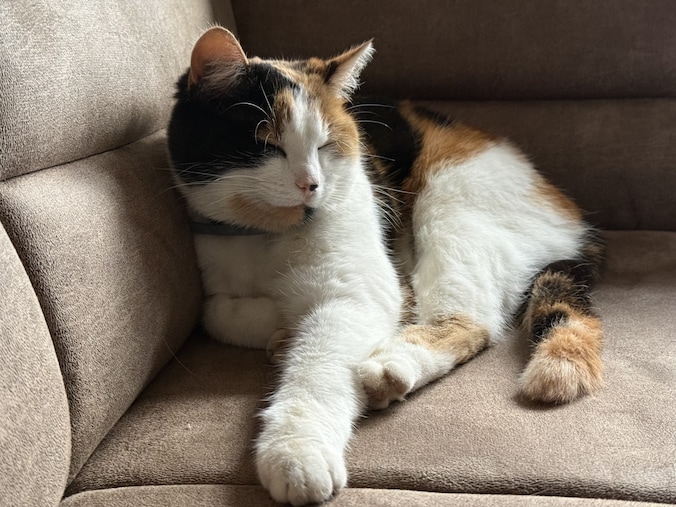 Heb jij Amigo of Penny gezien? Deze twee huisdieren worden in Landgraaf ...