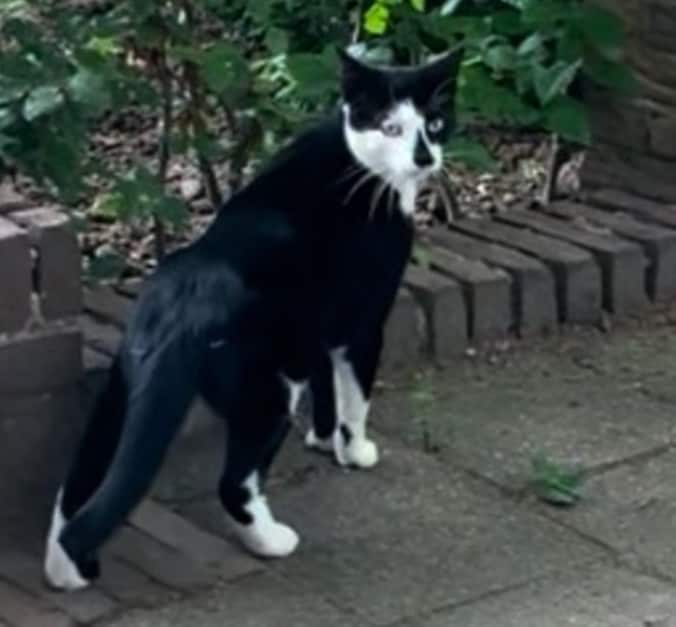 Heb jij Oskar of Niel gezien? Deze twee huisdieren worden in Bunnik ...