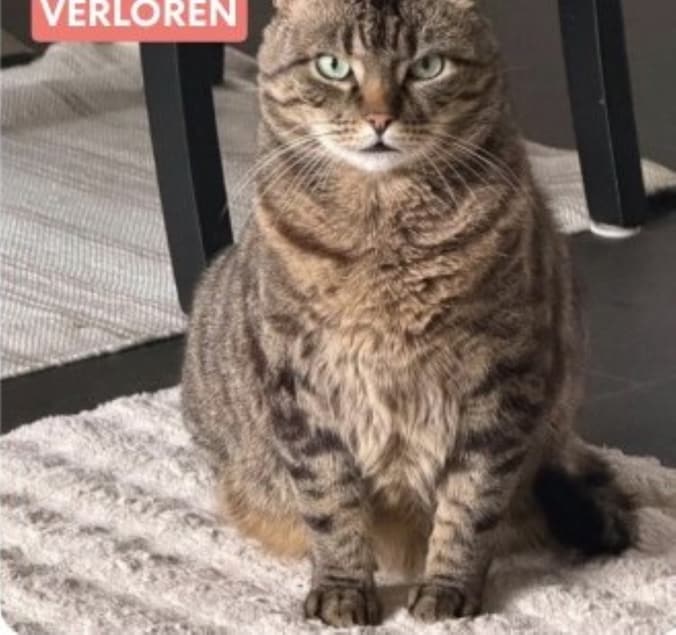 Heb jij Sakora, Marley of Ivy gezien? Deze vier huisdieren worden in ...