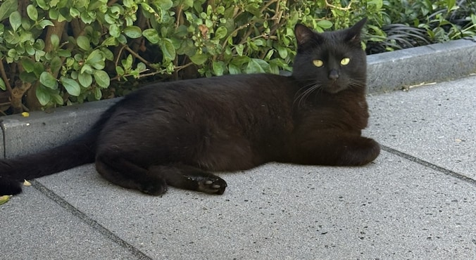 Heb jij Obi, Asra of Loki gezien? Deze 12 huisdieren worden in ...