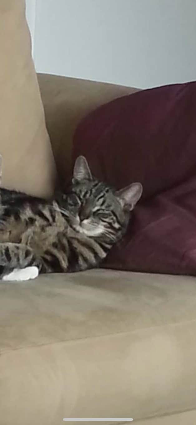 Heb jij Brutus, Swabber of Martina gezien? Deze drie huisdieren worden ...