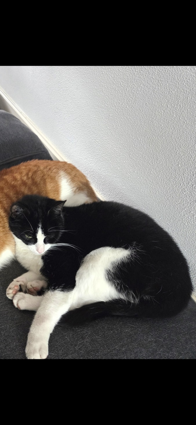 Heb jij Micky gezien? Dit huisdier wordt in Heemskerk vermist | Regio ...