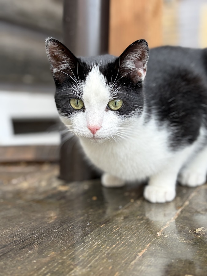 Heb jij Flip, Bibi of Nox gezien? Deze drie huisdieren worden in ...