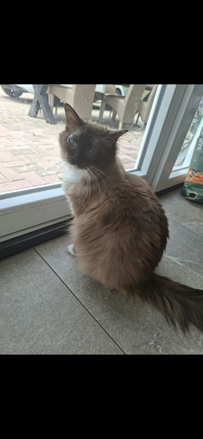 Heb jij Foxy gezien? Dit huisdier wordt in Pekela vermist | Regio | AD.nl