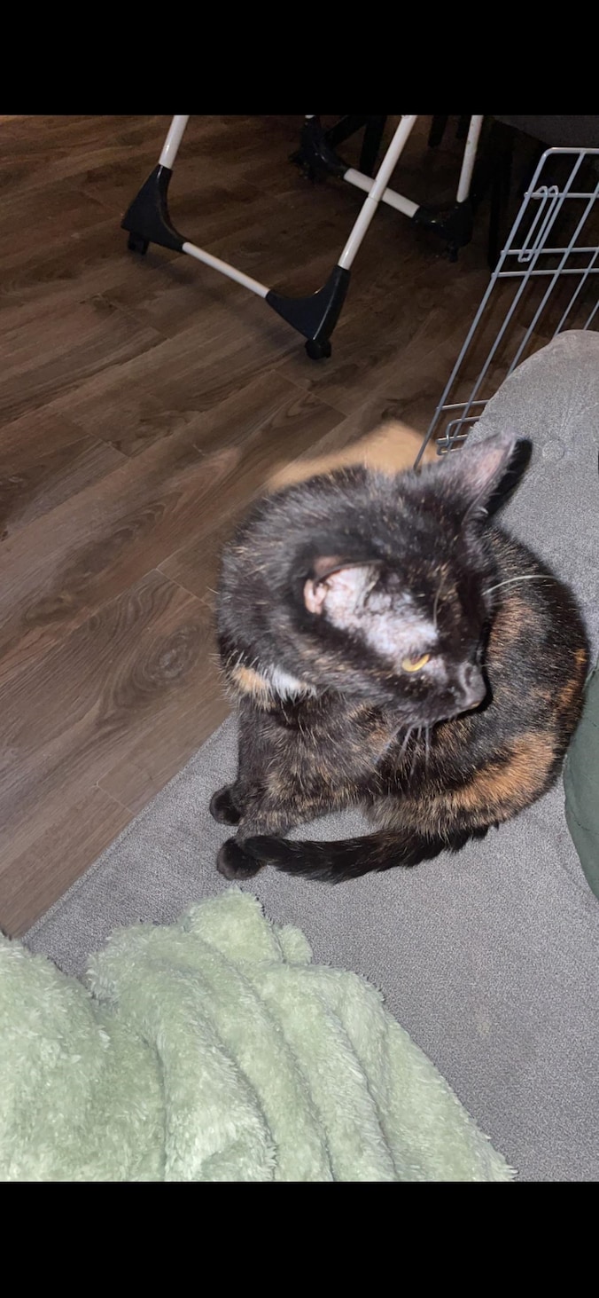 Heb jij Spikkel of Rodi gezien? Deze twee huisdieren worden in Oost ...