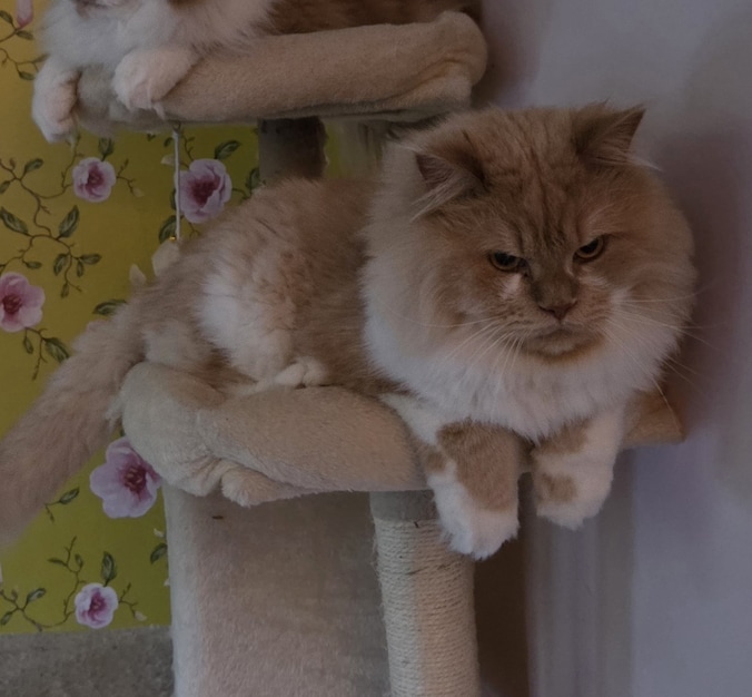 Heb jij Gijs, Fudge of Japie gezien? Deze drie huisdieren worden in ...