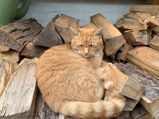 Heb jij Puck gezien? Dit huisdier wordt in Soest vermist | Regio | AD.nl