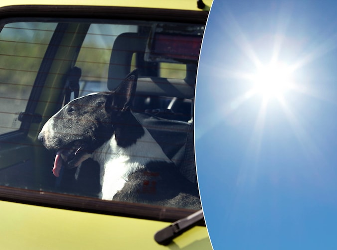 Politie bevrijdt hond uit snikhete auto op woonboulevard in Oss ...