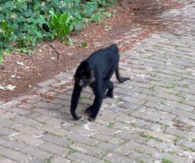 Aap ontsnapt uit Beekse Bergen, dier loopt rond in Esbeek: ‘Ik moest ...