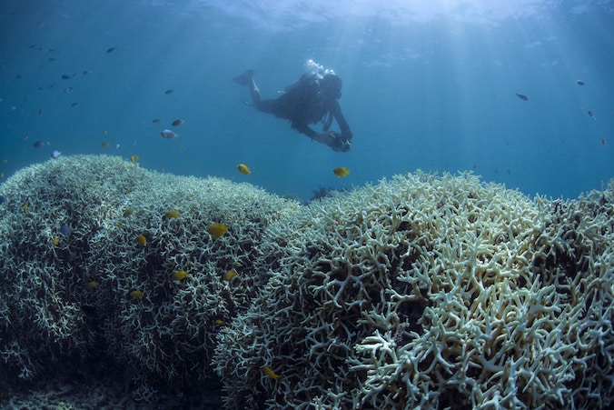 Opnieuw slecht nieuws voor Great Barrier Reef: weer massale ...