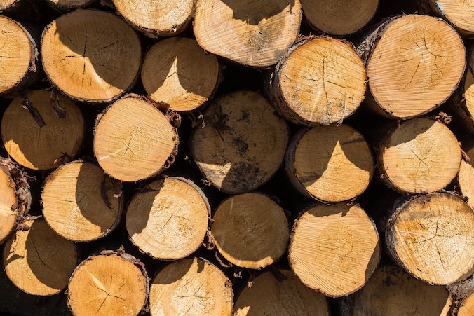 Gemeente Kapelle wil 44 bomen kappen langs Weg naar Het Stomme Kruis ...