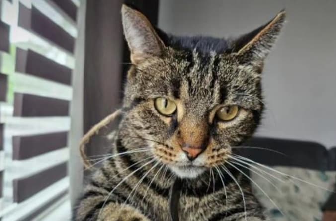 Buurtkat Fred voor tweede keer gestolen: ‘Man keek om zich heen, pakte ...