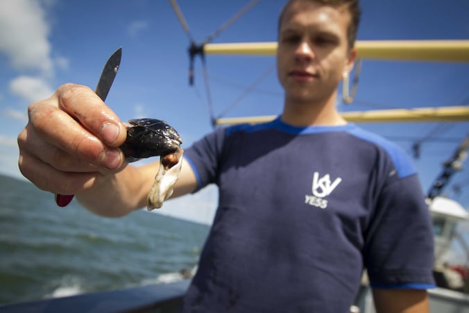 Zeeuwse kust tobt verder met giftige mossel | Nieuws | AD.nl