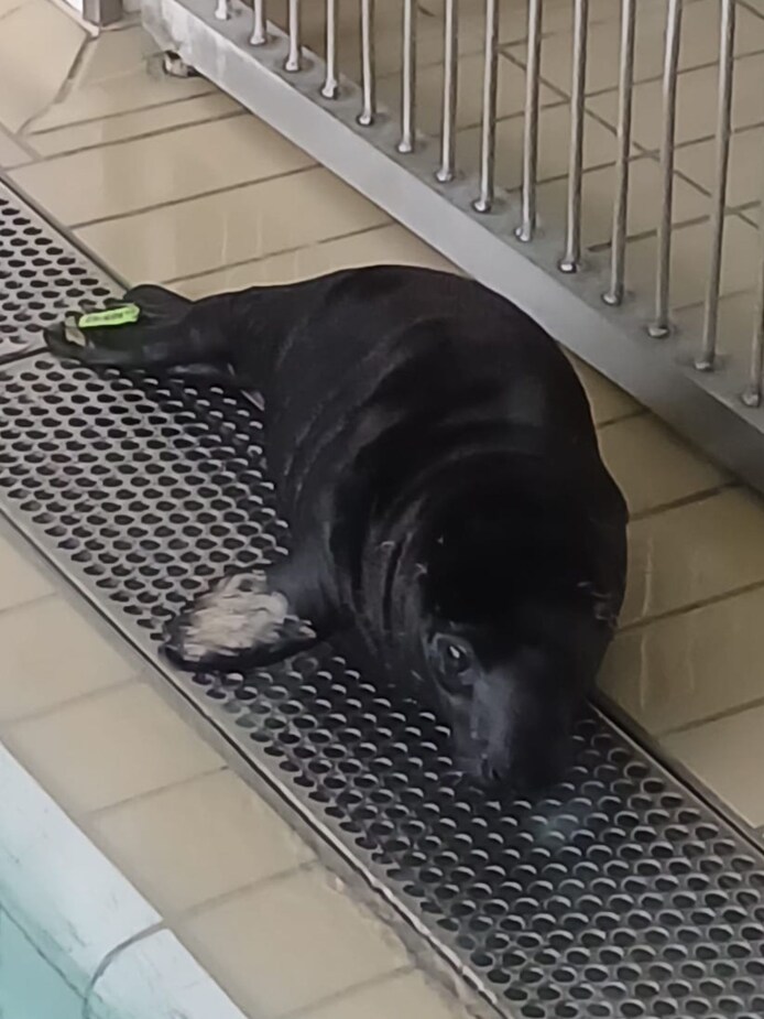 Grote verrassing voor verzorgers Pieterburen: zeehondje Ebbie wordt ...