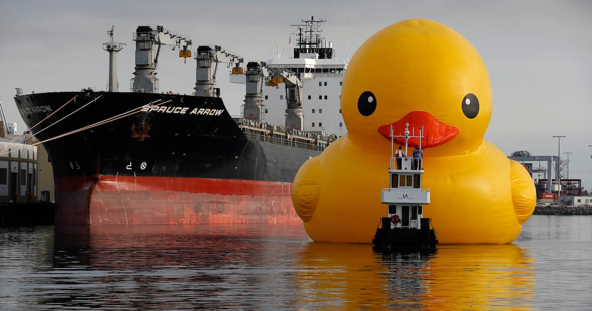 Canada ruziet over kosten gigantische badeend | Binnenland | AD.nl
