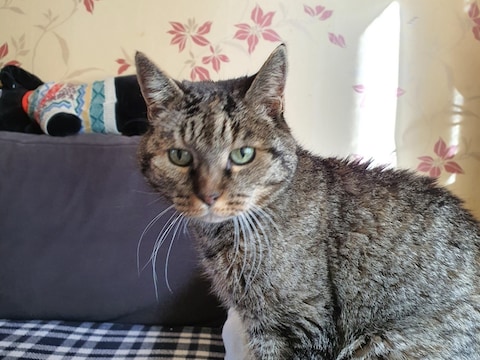 Heb jij Dizzy, Vera of Simba gezien? Deze 14 huisdieren worden in Assen ...