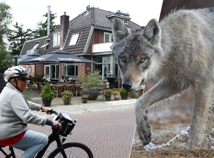 Normaal is het na zessen doodstil in Austerlitz, totdat wolf opduikt ...