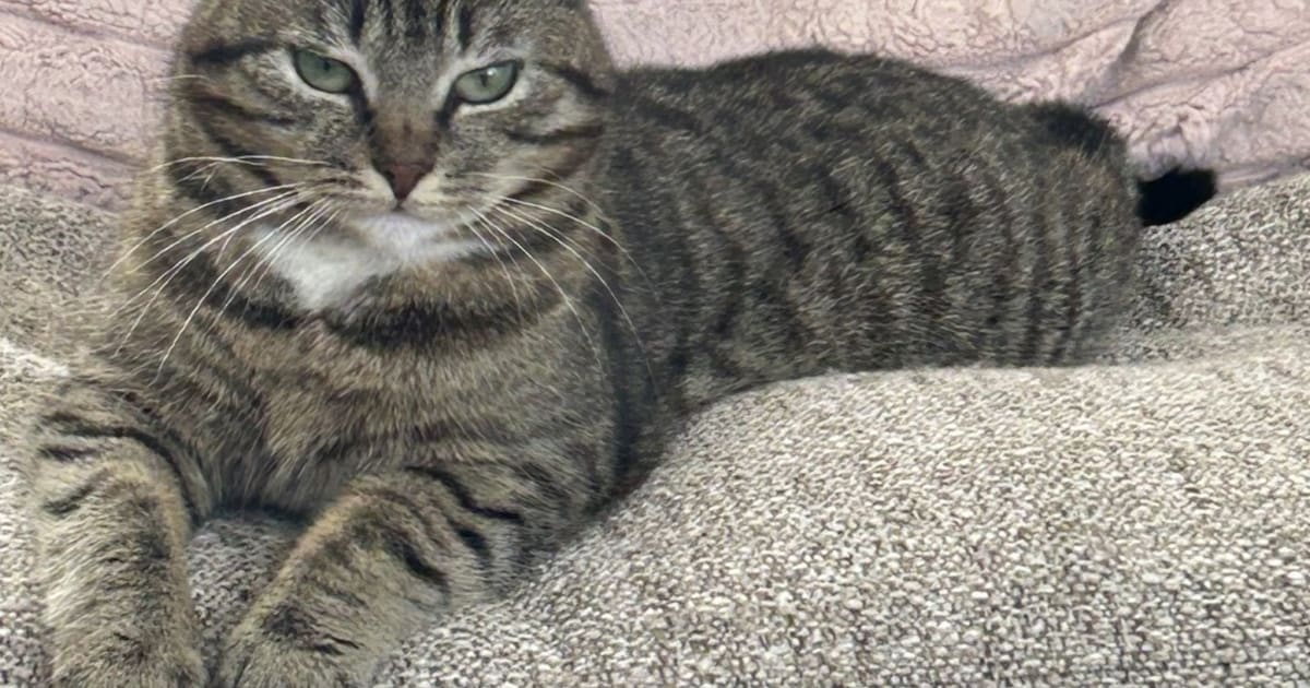 Heb jij Noortje gezien? Dit huisdier wordt in Borger-Odoorn vermist ...