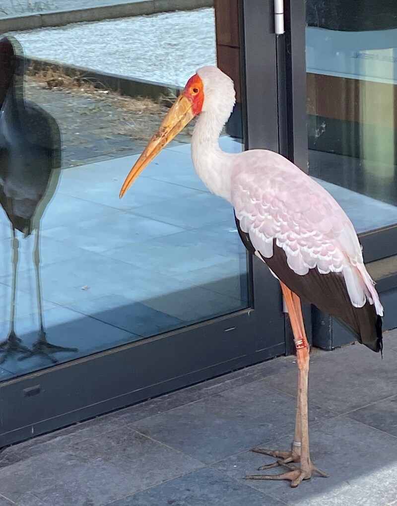 Afrikaanse nimmerzat gevonden in Oosterhout, vogel ontsnapt uit Beekse ...