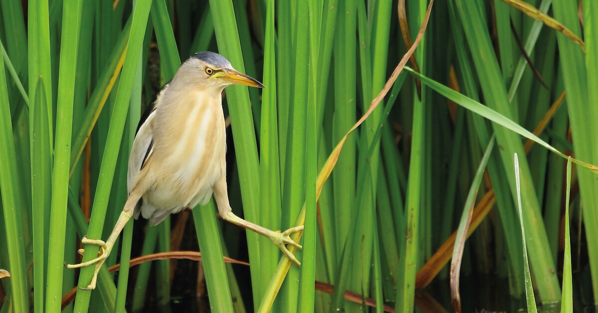 'Rond de Rotte is zoveel meer te zien' | Rotterdam | AD.nl