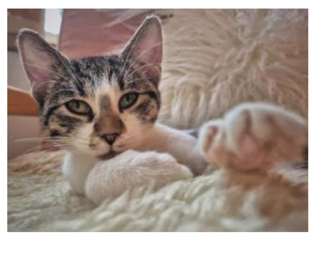Heb jij Blacky, Max of Muis gezien? Deze vijf huisdieren worden in ...
