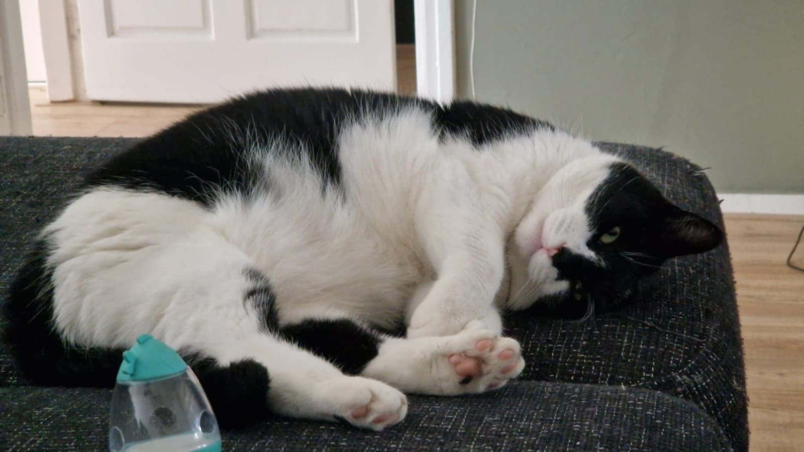Heb jij Neko, Mouse of Muis gezien? Deze drie huisdieren worden in ...