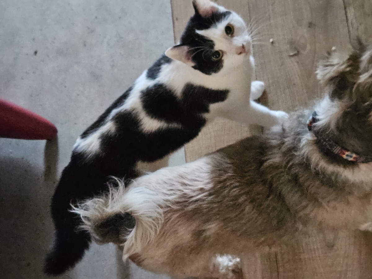Heb jij Freddie, Jennah of Marly gezien? Deze acht huisdieren worden in ...