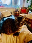 Heb jij Carolina of Gizmo gezien? Deze twee huisdieren worden in ...