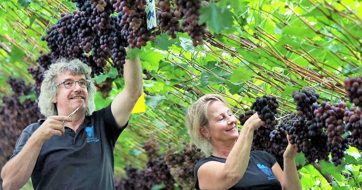 De laatste keer druivenverkoop van Hilde en Arnold: ‘Straks moet ik nog ...