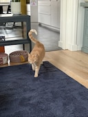 Heb jij Shady of Moos gezien? Deze twee huisdieren worden in Oude ...