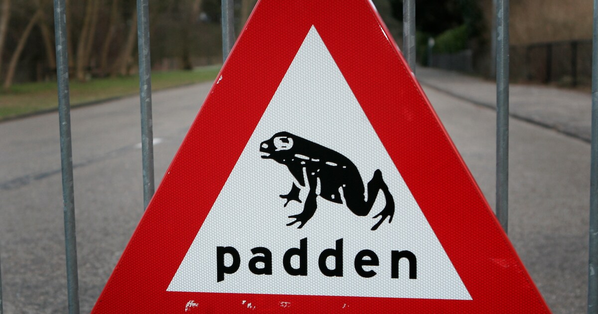 Paddentrek zet nieuw record: bijna 15.000 padden geholpen met oversteek ...