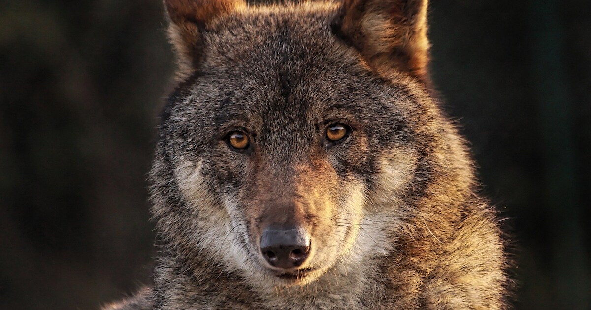 De wolf komt naar Zuid-Holland, daar rekent de provincie op ...