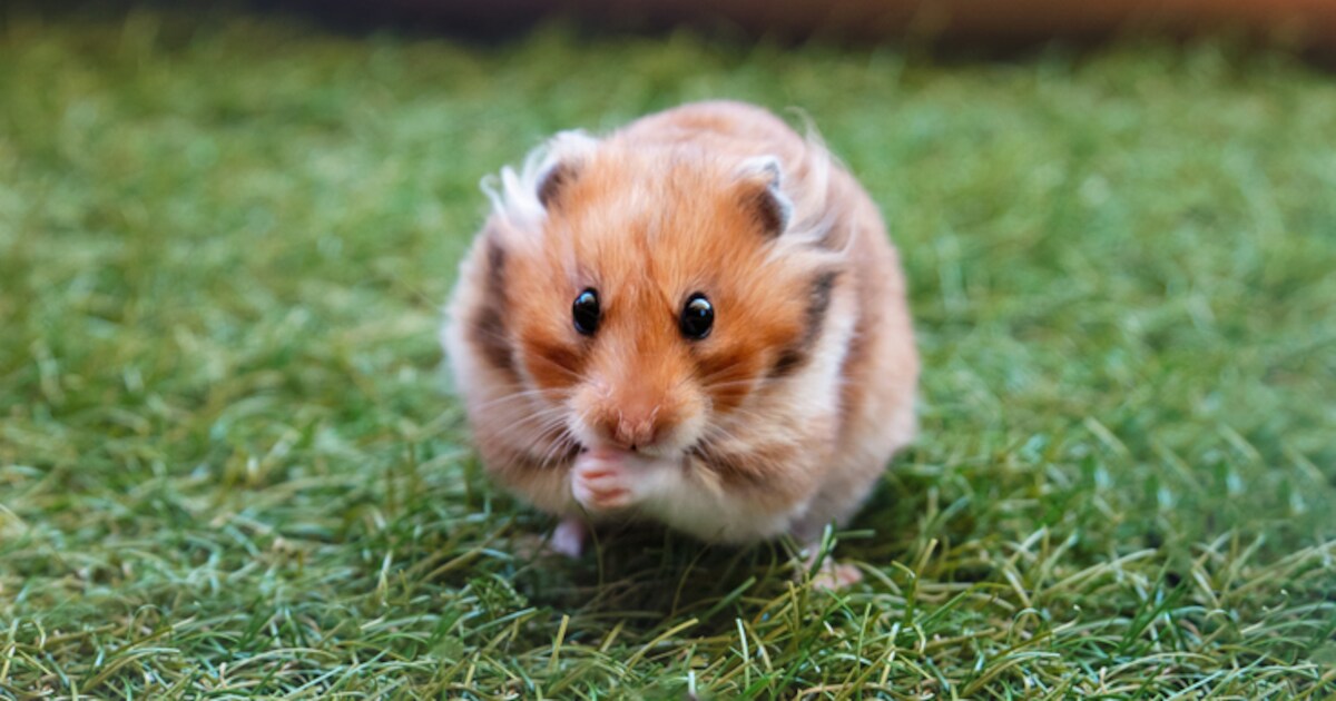 Vliegtuig staat dagenlang aan de grond na ontsnapping van 132 hamsters ...