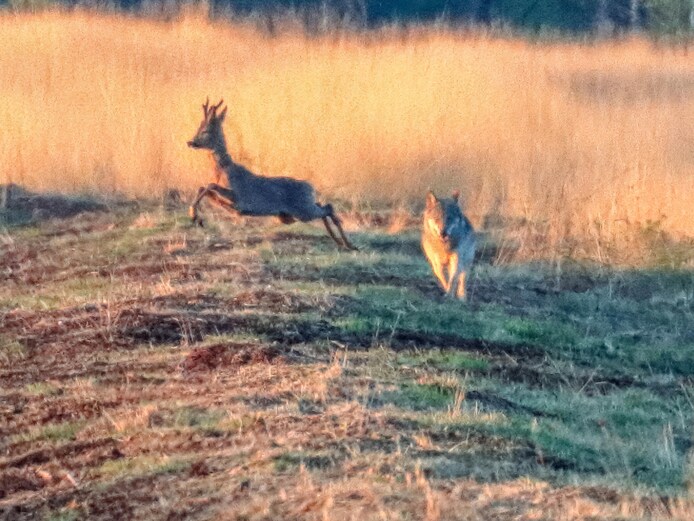 Dit is het effect van de wolf op andere dieren in het natuurgebied waar ...