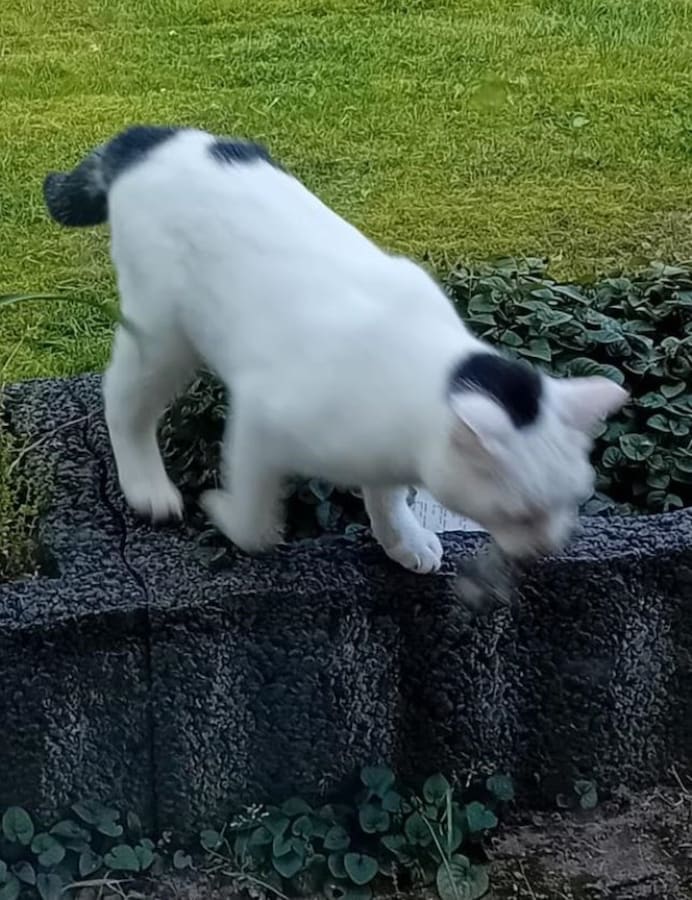 Heb jij Otje, Pip of Poes gezien? Deze drie huisdieren worden in ...
